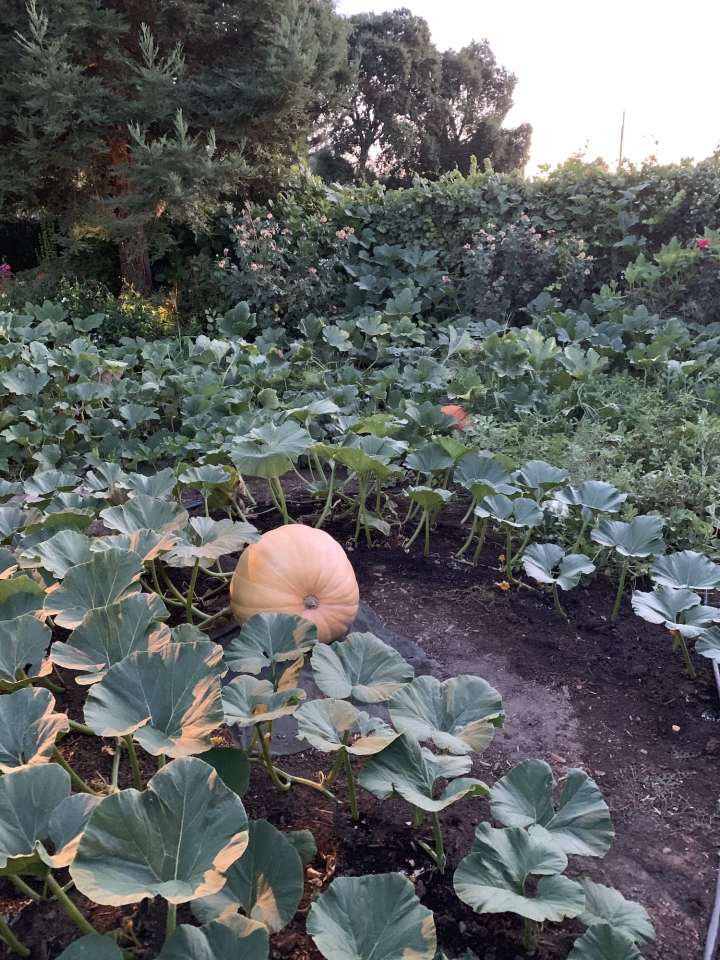How to Grow a Pumpkin Plant in Your Backyard Oasis