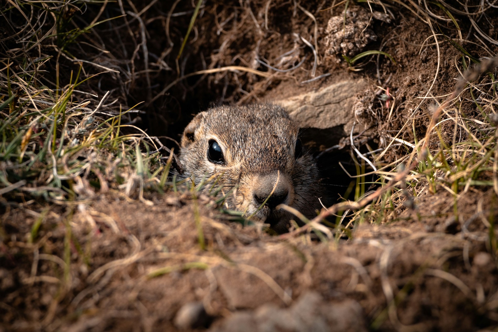 How to Banish Gophers and Protect Your Vegetable Patch - Jeffrey McLain